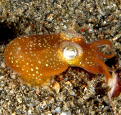 Tähdet ja avaruus: Ensimmäinen kalmari pääsee avaruuteen