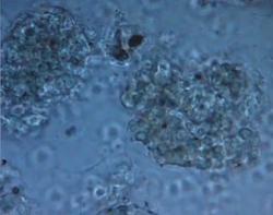 Tähdet ja avaruus: 553 päivää avaruudessa ei riittänyt tappamaan ...